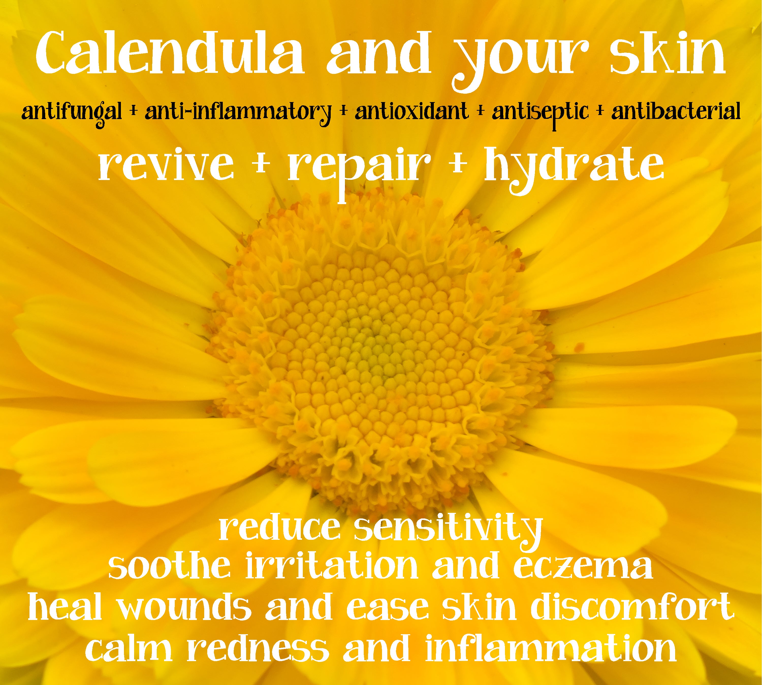 Healing Flower Calendula – Homemade by the mrs